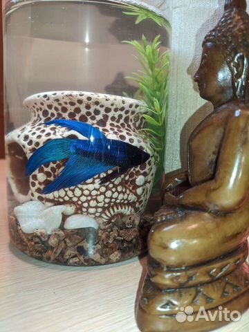 Рыбка(петушок)