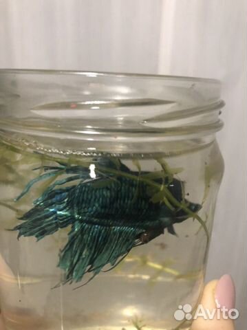 Отдам рыбку петушка