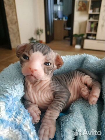 Канадский сфинкс котенок