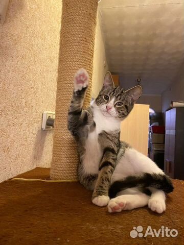 Космические котята