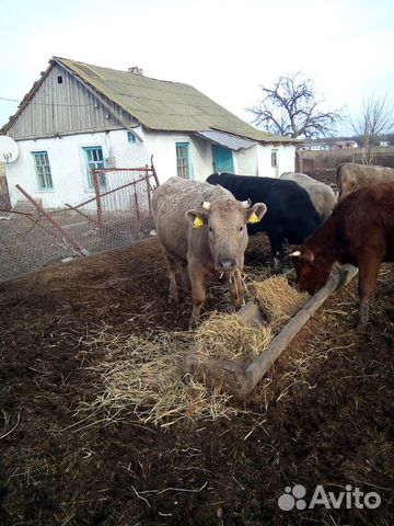 Тёлки тельные