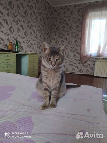 Кошечка в добрые руки