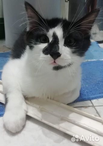Котёнок 3мес в дар
