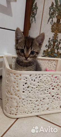 Котенок Мурзилка ищет дом