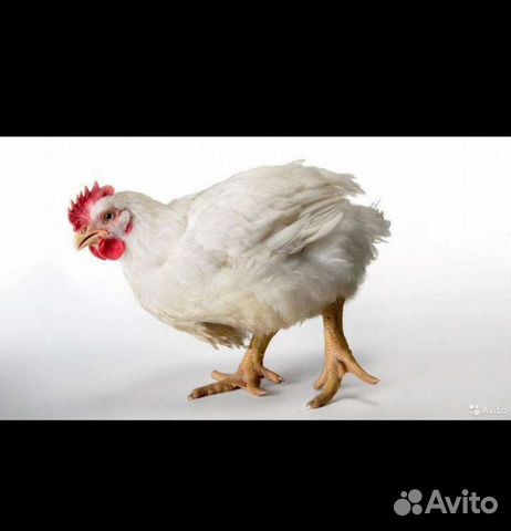 Куры бройлеры