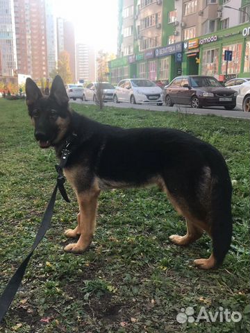 Особенный немецкий овчар ищет дом