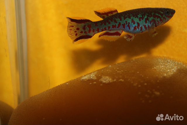 Афиосемион Гарднера