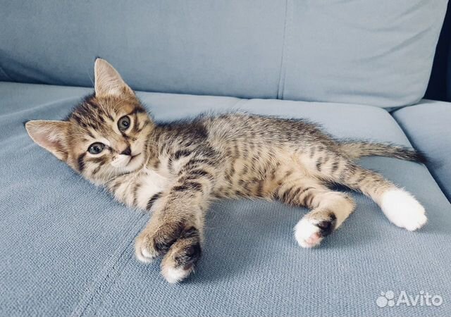Кот тайский абиссин