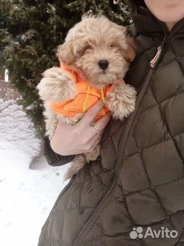 Мальтипу Ф1 замечательный мальчик Барни