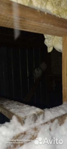 Голуби павлины