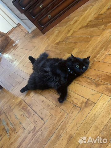 Кот