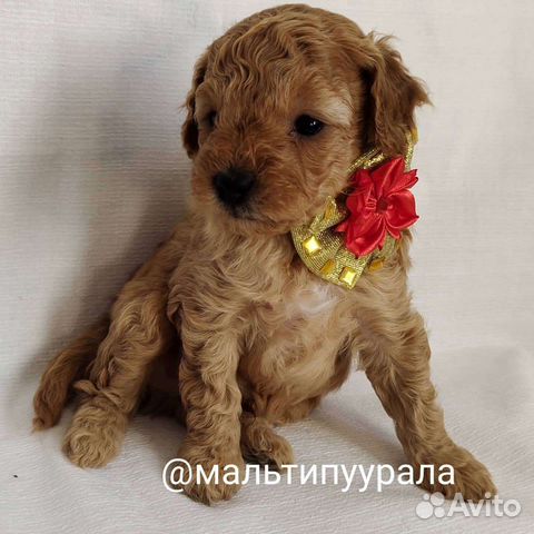 Той Пудель малыш