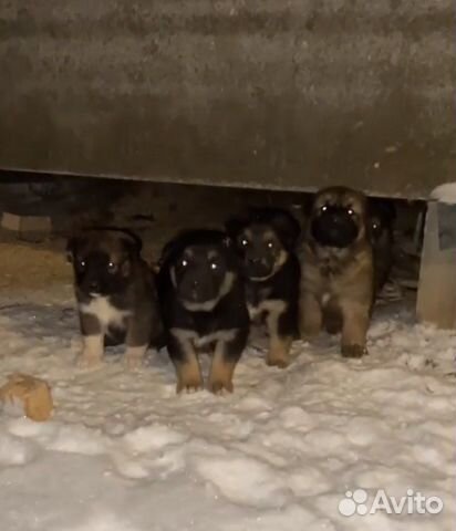 Щенки бесплатно