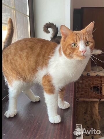 Ласковый молодой котик Девид