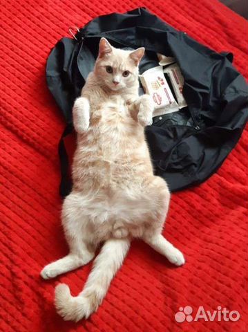 Котик