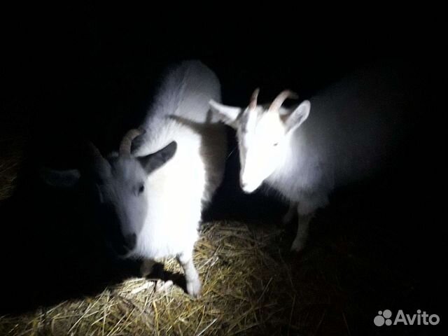 Коза молоды 7 8 месяцев