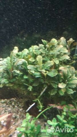 Аквариумные растения