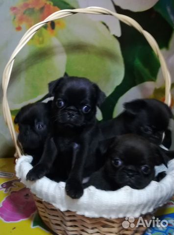 Щенки пти брабансона