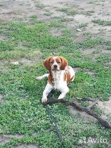 Девочка Бретонский эпаньоль вязка