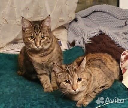 Котенок Кошка тигровый мрамор в добрые руки