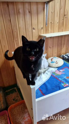 Шикарная и очень добрая черная кошка Пантера в дар