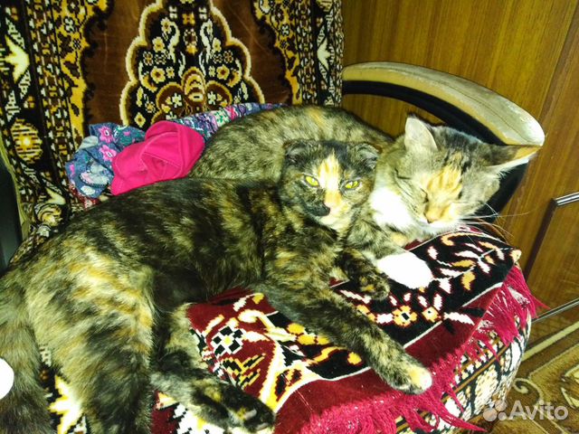 Кошка в дар