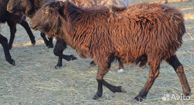 Эдильбаевские овцы