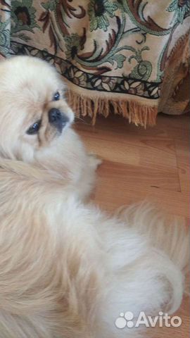 Вязка пекинес