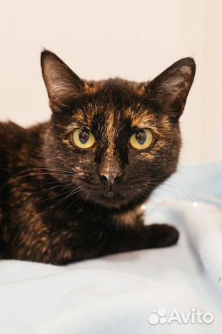 Черепаховая кошка