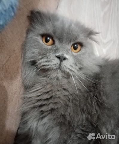 Кошка очень красивая, пепельная