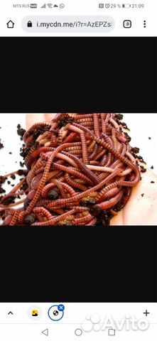 Вермоферма. Калифорнийские черви