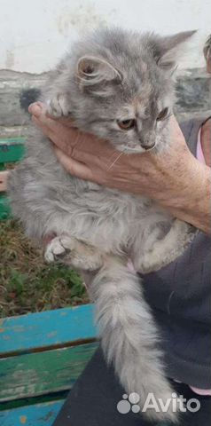 Котёночек в поисках мамы