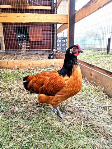 Ия Лакеданзи Брама Форверк Виандот