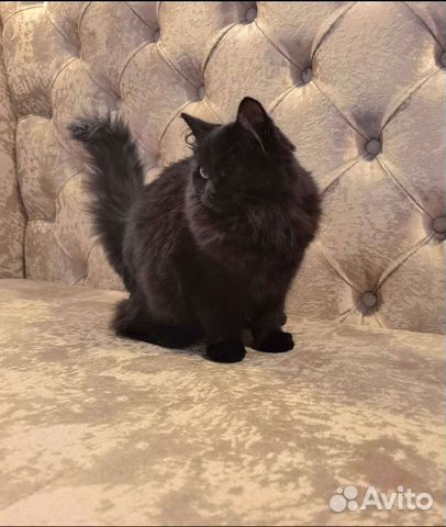 Добрая малышка в добрые руки