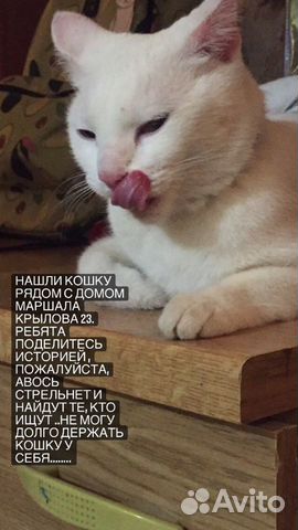Кошка Потеряшка