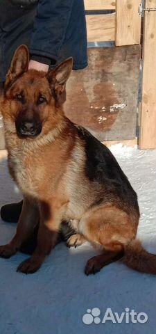 Вязка.Немец