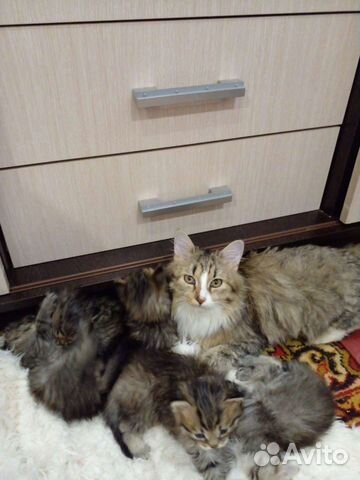 Домашние животные кошки