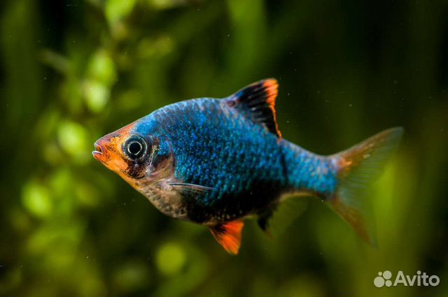 Аквариумные рыбки бесплатно