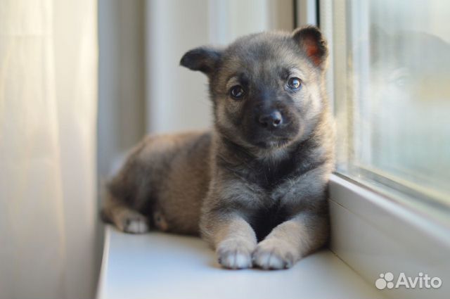 Собака щенок 2месяца