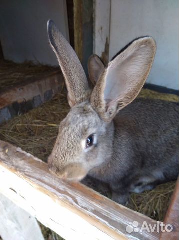 Кролики великаны