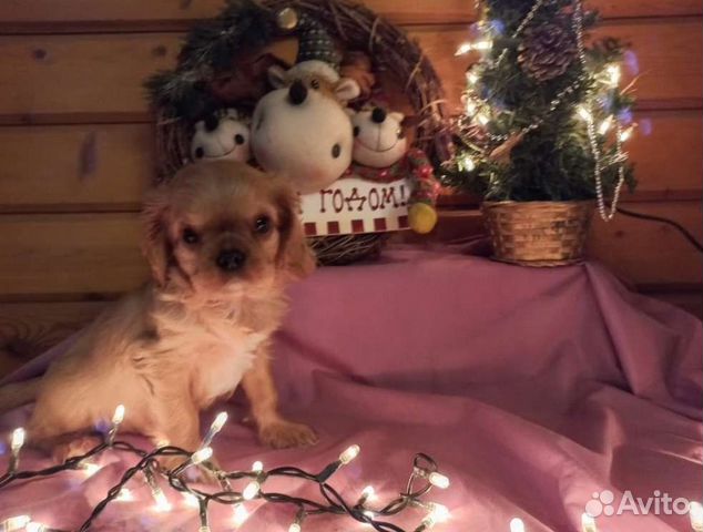 Кавалер Кинг чарльз спаниель