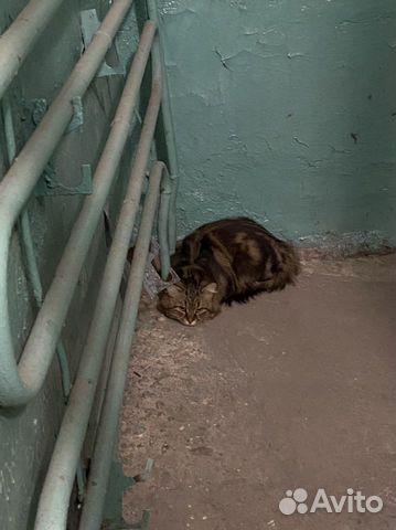 Подарите дом котику