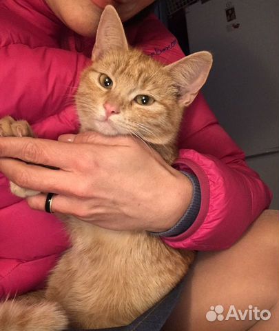 Рыжая лапушка