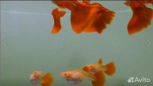 Гуппи Красный Альбинос. Full Red Albino Guppy