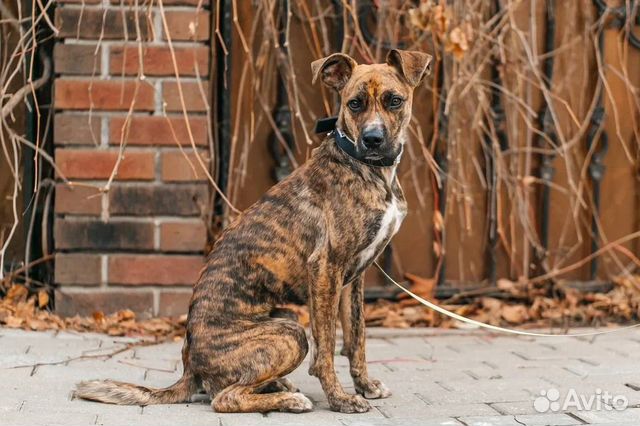 Корса в добрые руки