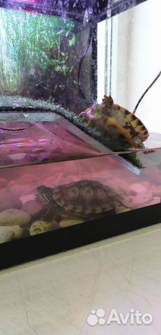 Черепашки водные с аквариумом