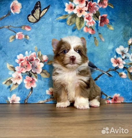 Йорк шоколадный мрамор крупный мальчик голубоглазы