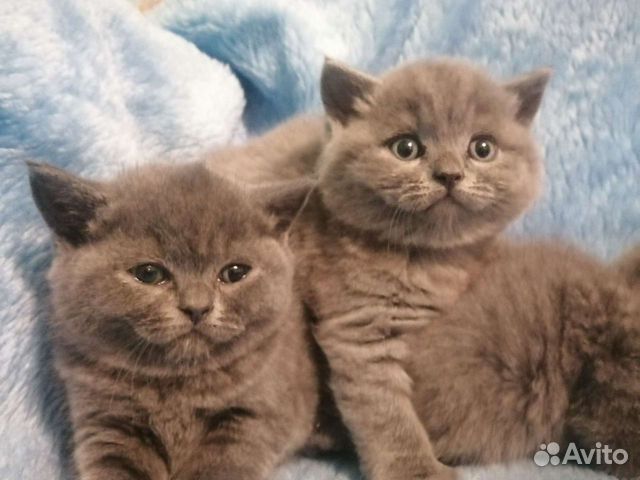 Шотландские котята