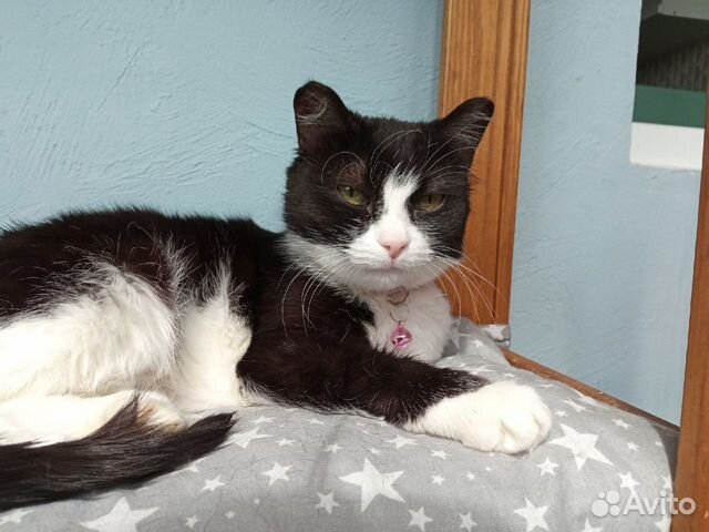 Кошечка Медведка, 5 лет