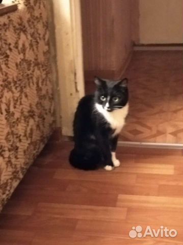 Отдам даром кошку молодую простой породы, не стери